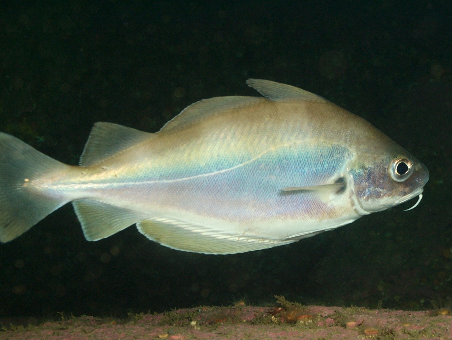 Marine Protected Areas - Irish Wildlife Trust
