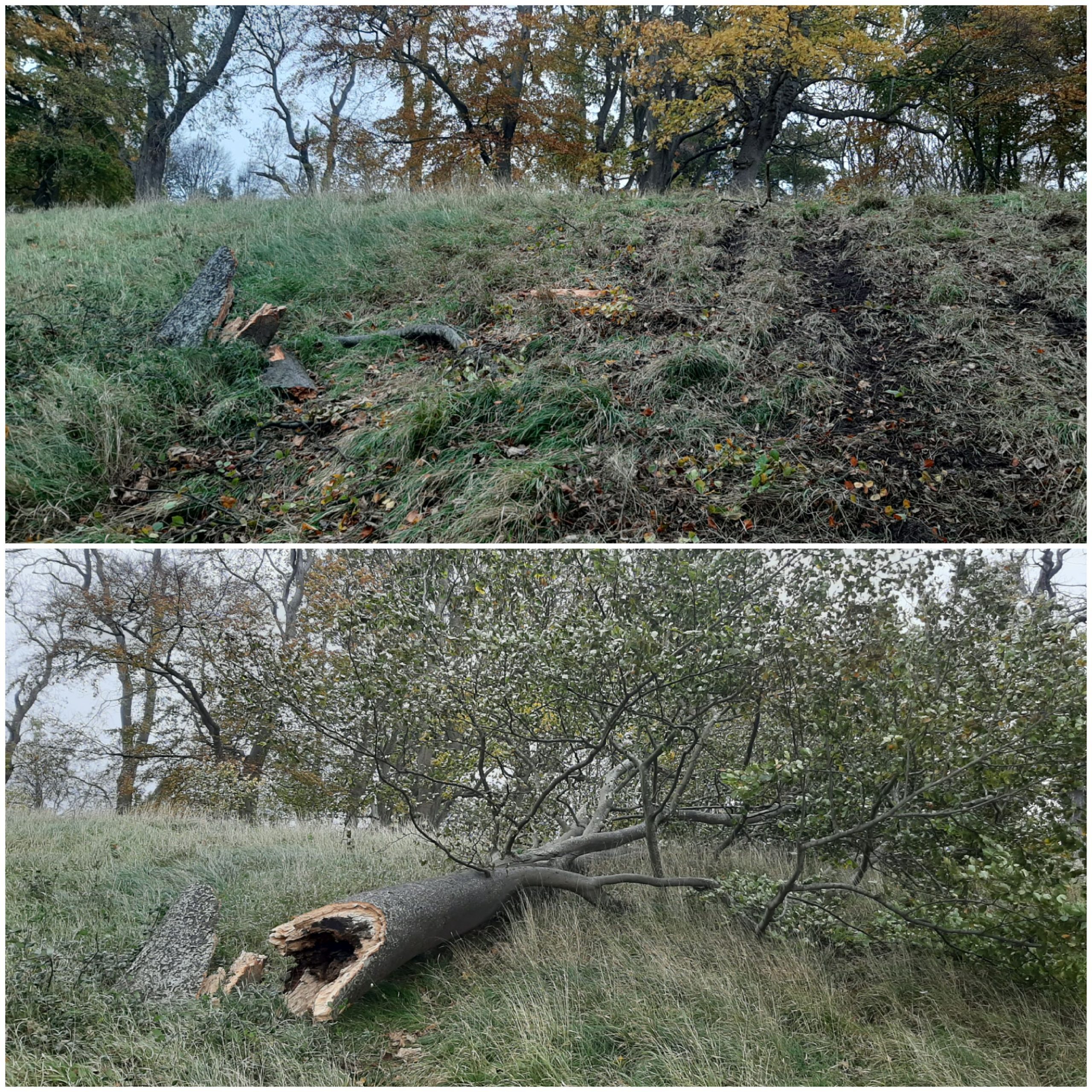 Rewilding the Park - Irish Wildlife Trust