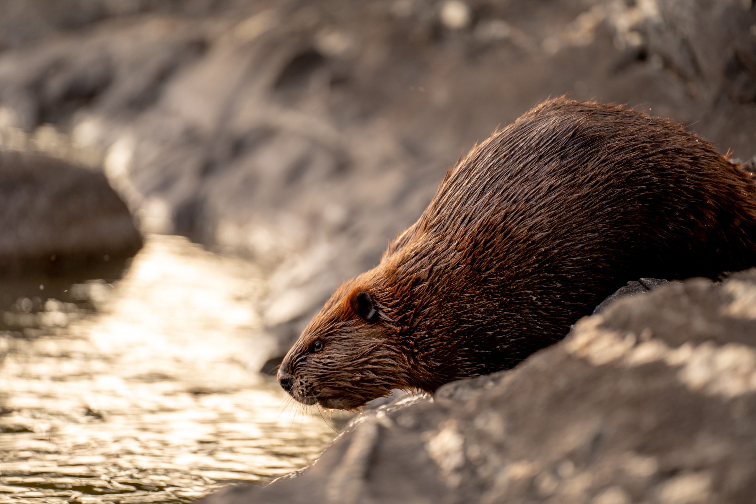 The Case for Beavers in Ireland - Irish Wildlife Trust