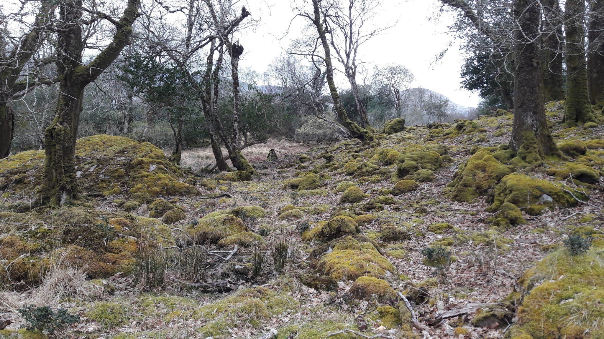 Chapter 4: The Wild Atlantic Rainforest - Irish Wildlife Trust