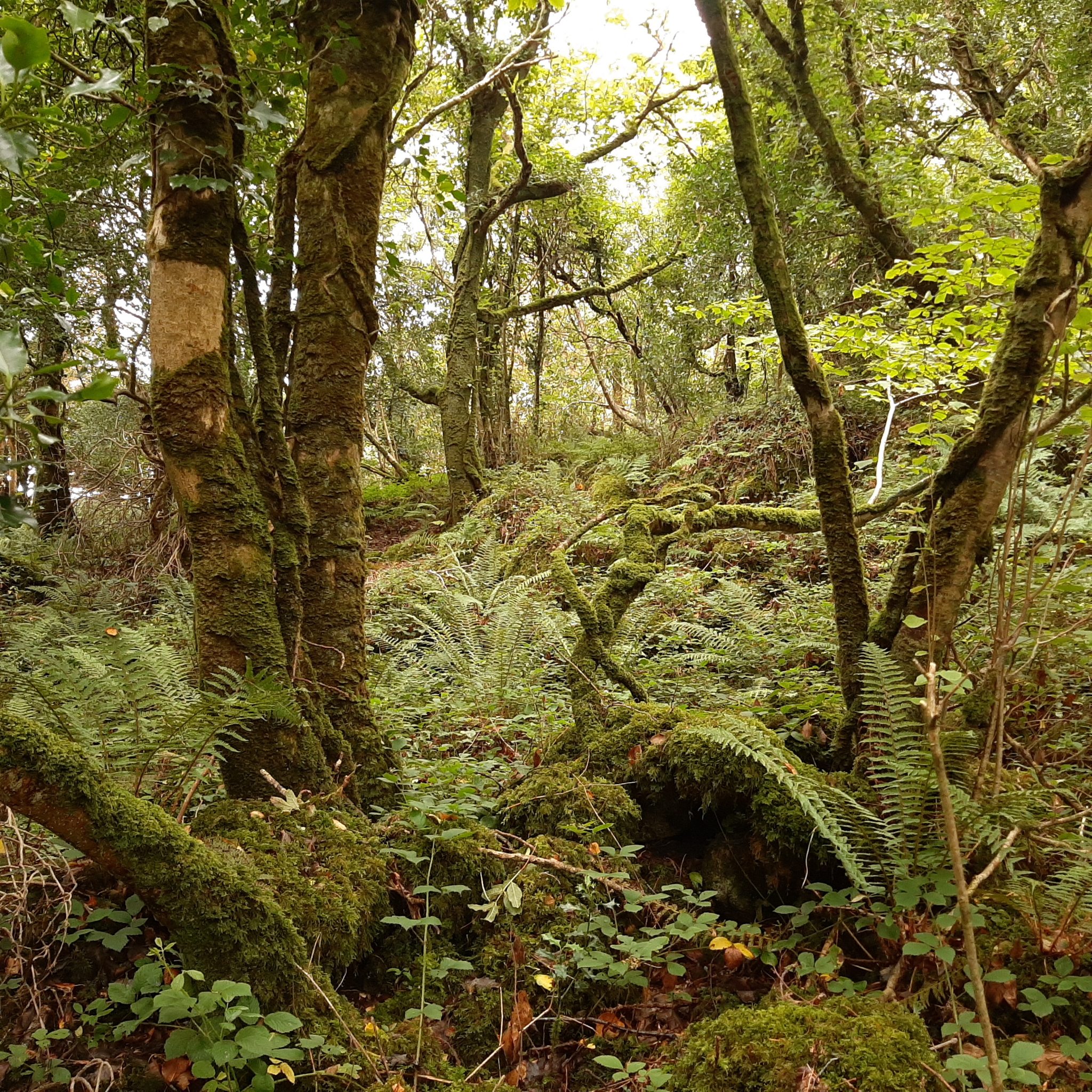 The Urgency of Rewilding - Irish Wildlife Trust