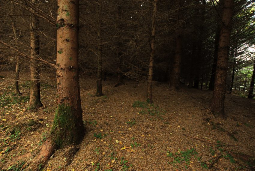 Our tortured relationship with trees - Irish Wildlife Trust