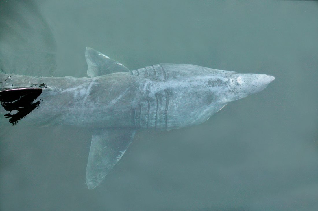 Chapter 6: the Ulster Shark Coast - Irish Wildlife Trust