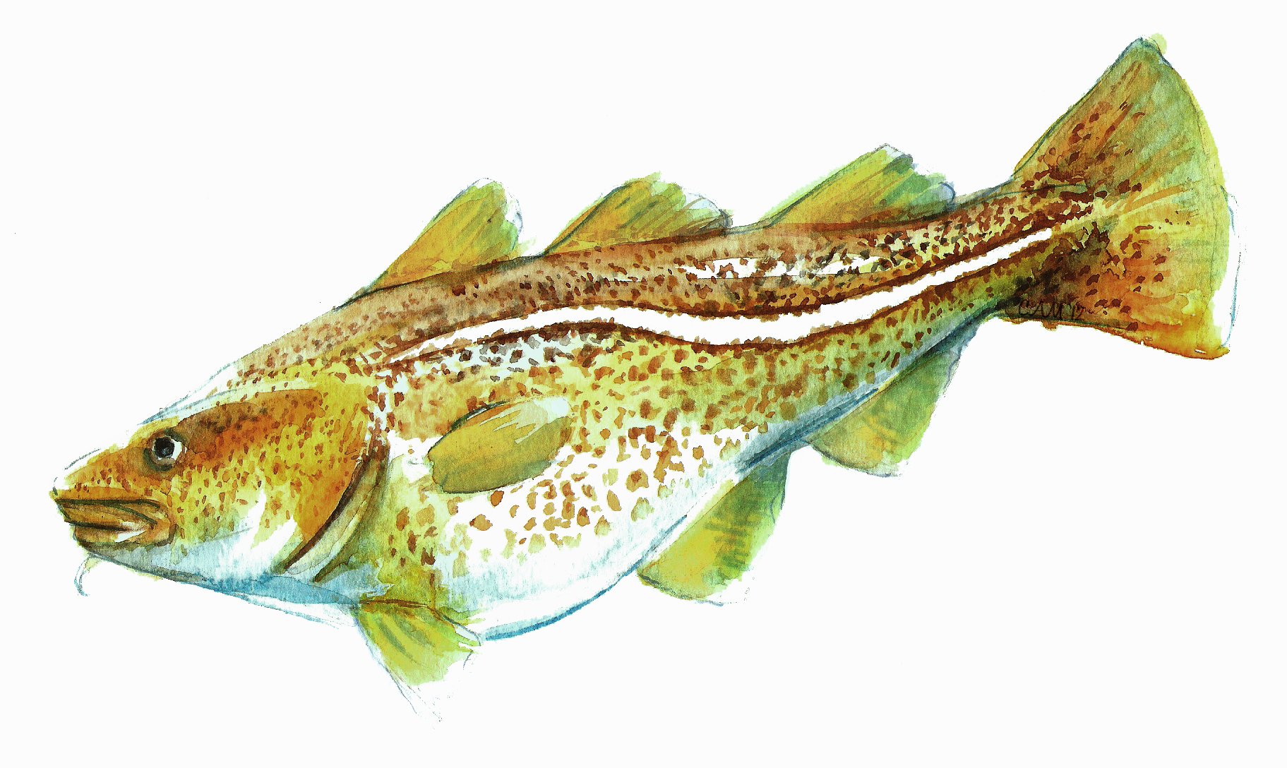 Seaspiracy and saying no to seafood - Irish Wildlife Trust