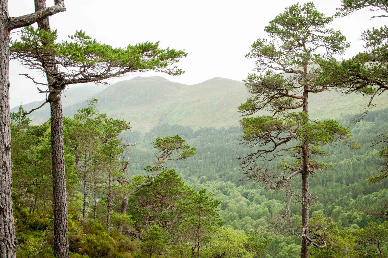 Rewilding Ireland - where will be first? - Irish Wildlife Trust