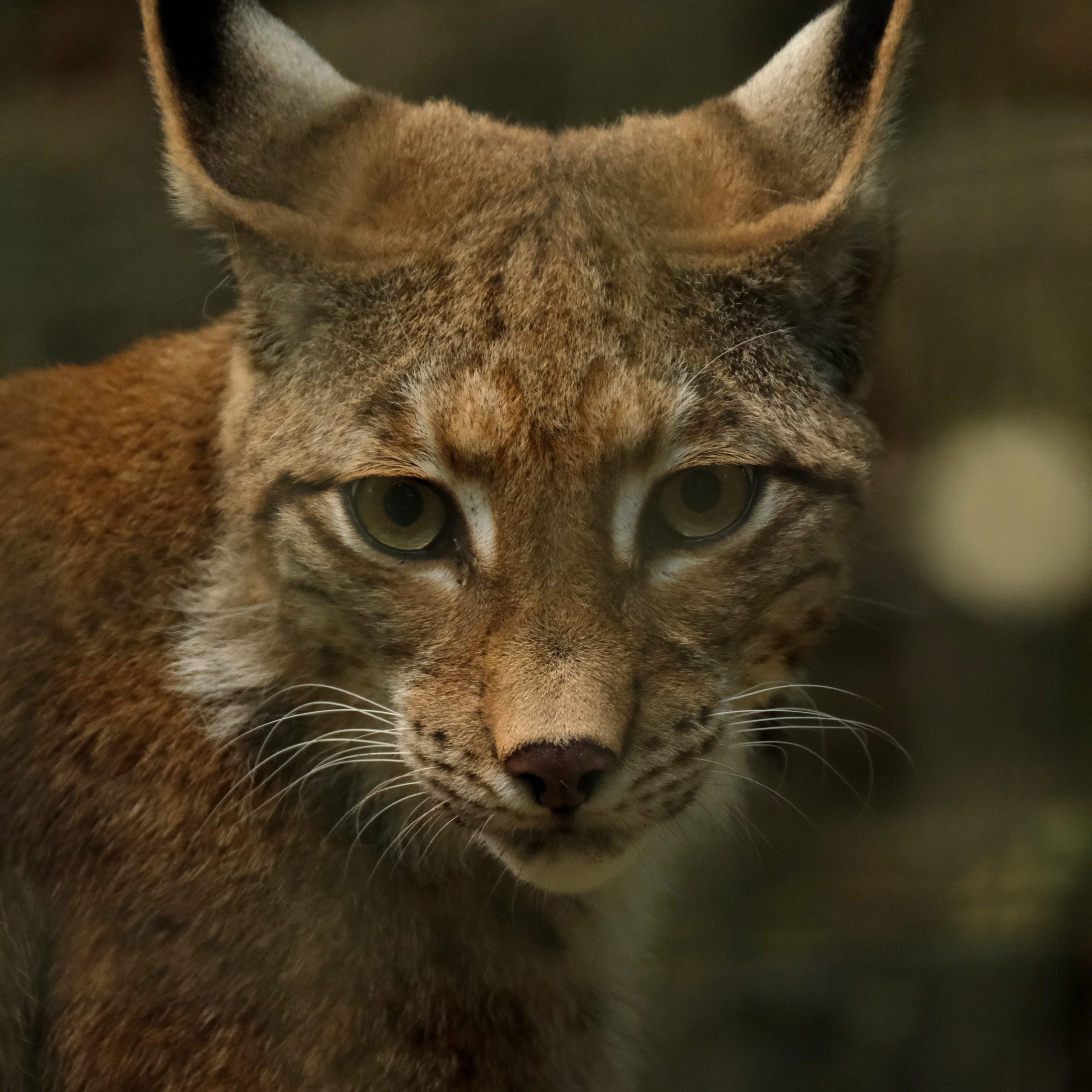 Rewilding Ireland - where will be first? - Irish Wildlife Trust