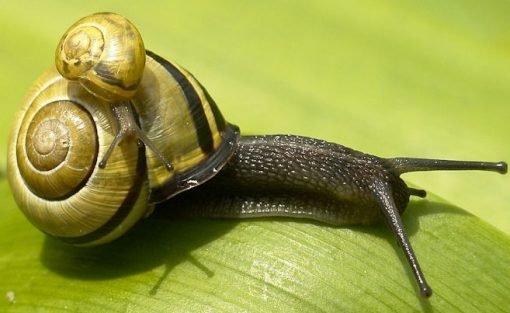 Speed and Conviction - Irish Wildlife Trust