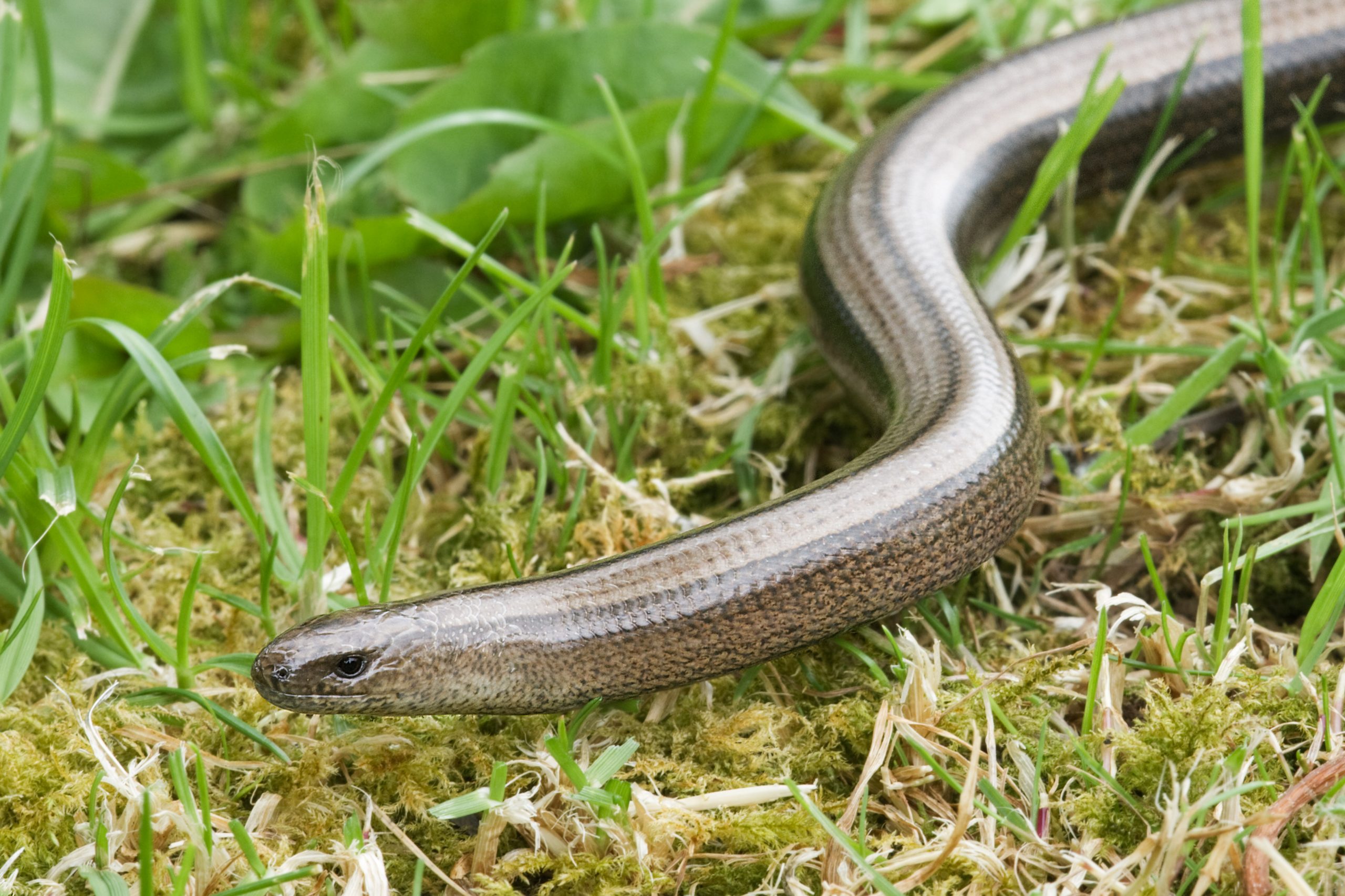 Slow Worm