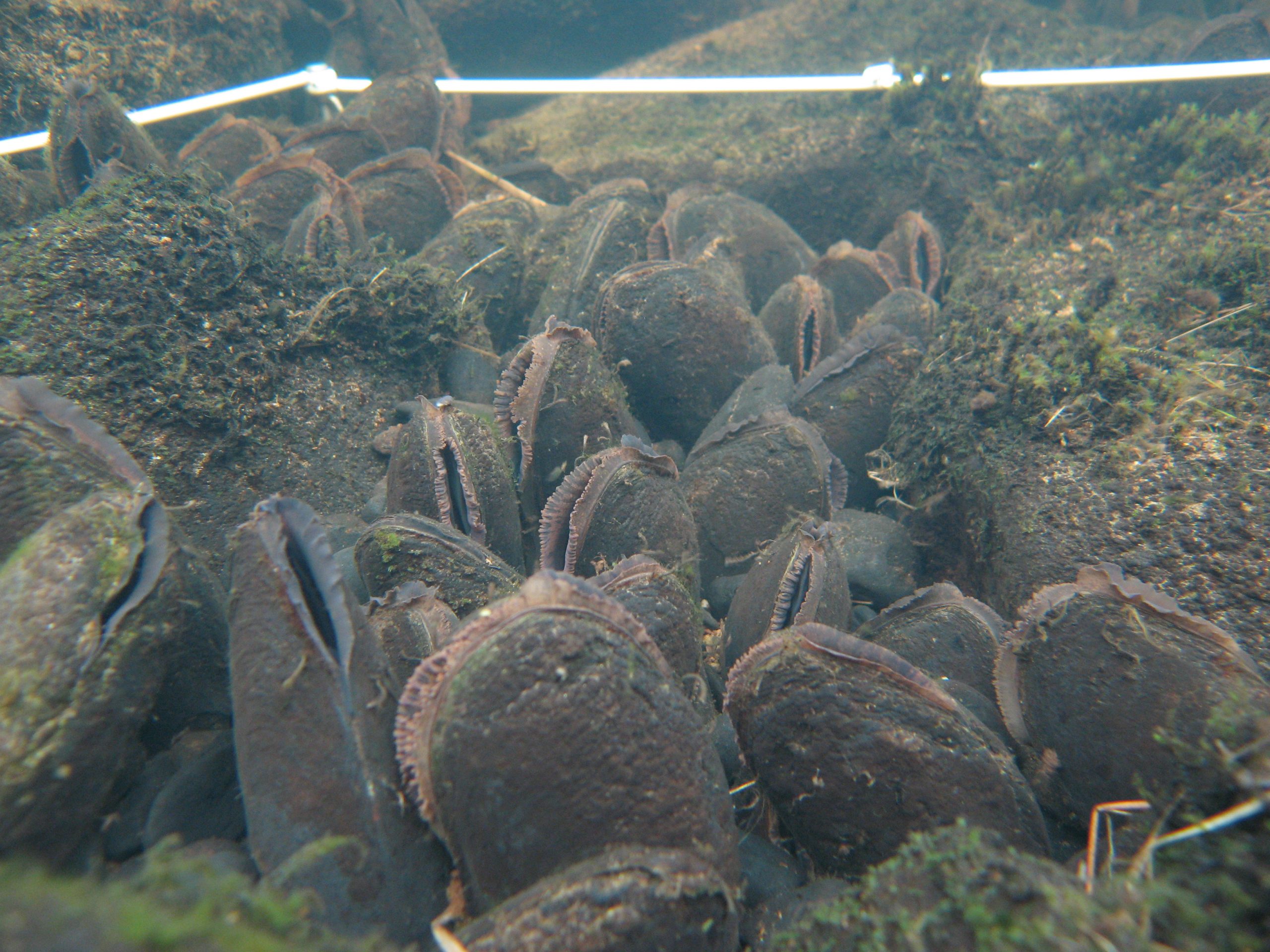 Species in Focus: Freshwater Pearl Mussels - Irish Wildlife Trust