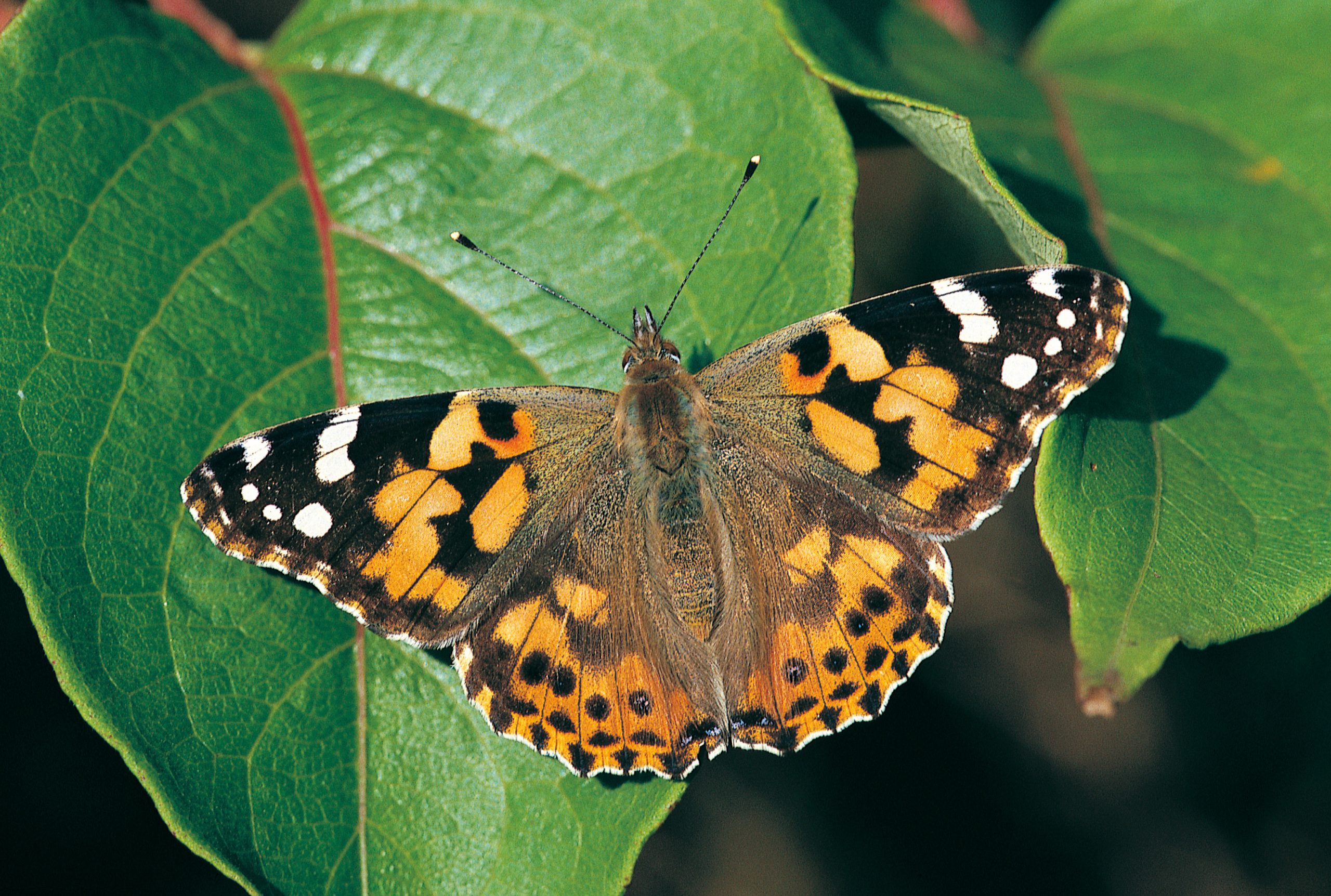 Species in Focus: Painted Lady - Irish Wildlife Trust
