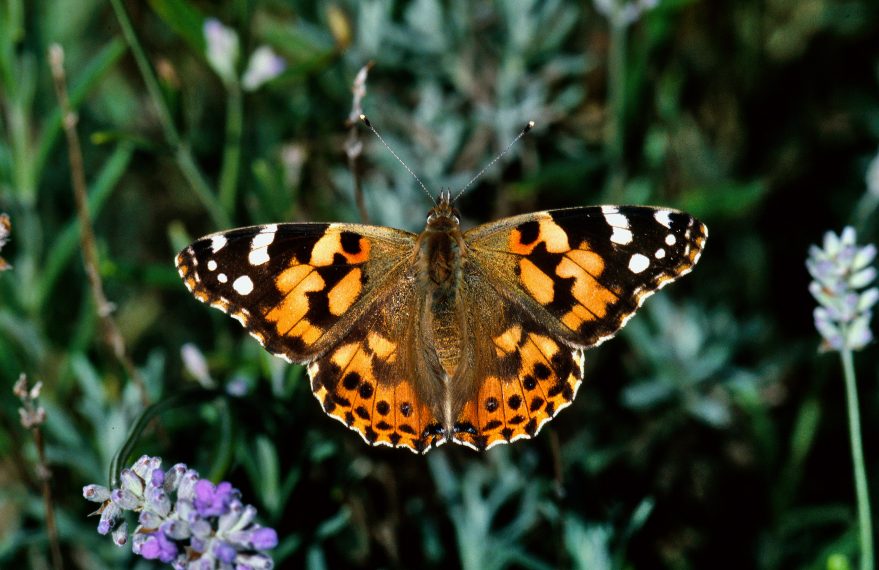 Species in Focus: Painted Lady - Irish Wildlife Trust