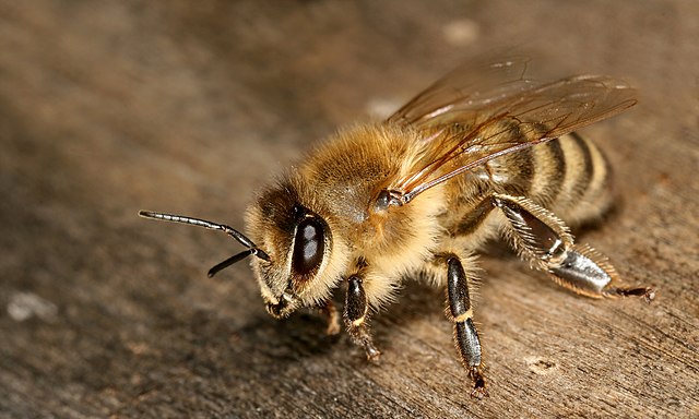 Northern Dark Honey Bee - Irish Wildlife Trust