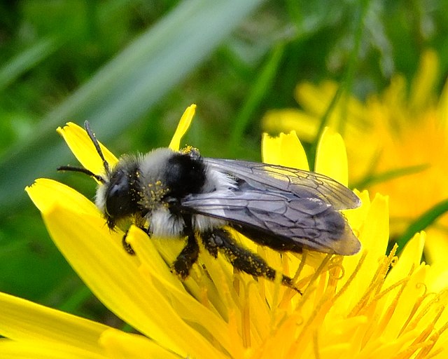 The Ashy Mining Solitary Bee - Irish Wildlife Trust