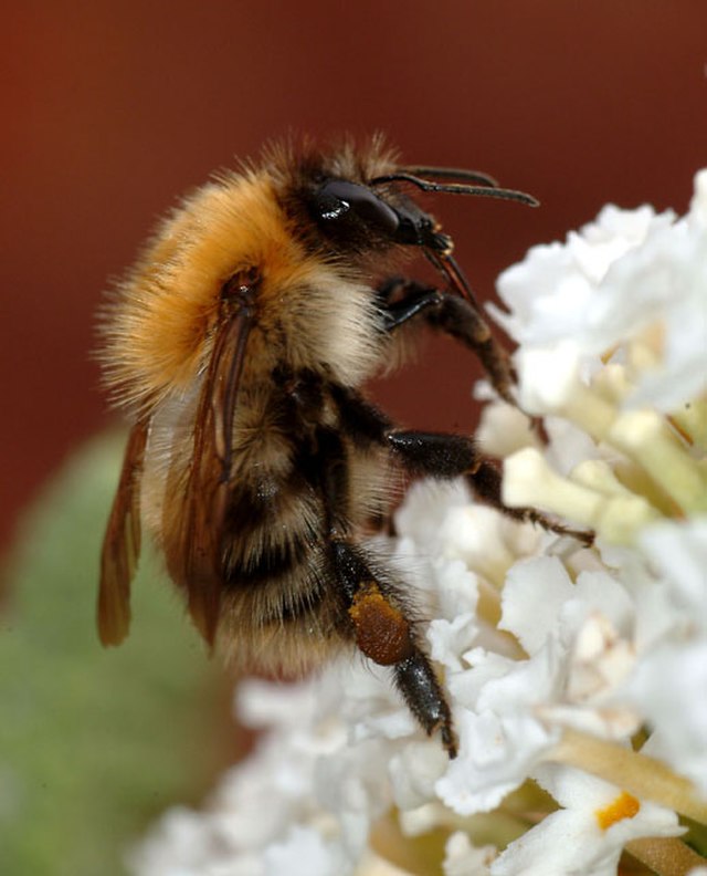General Knowledge on Bees - Irish Wildlife Trust