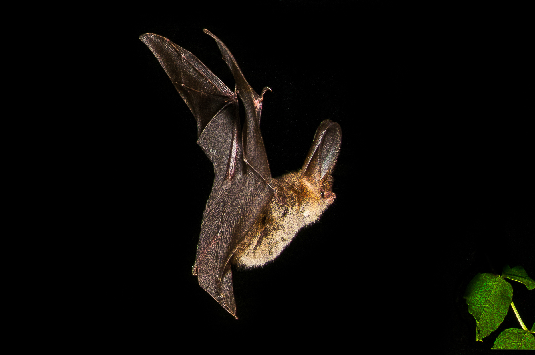 The Lawless OPW - Irish Wildlife Trust