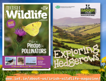 Irish Wildlife Trust - Home