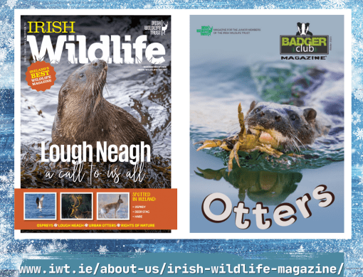Irish Wildlife Trust - Home