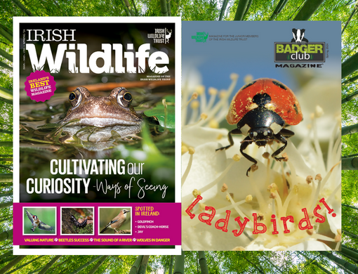 Irish Wildlife Trust - Home