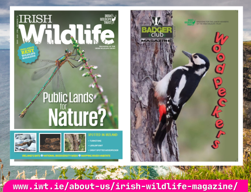 Irish Wildlife Trust - Home