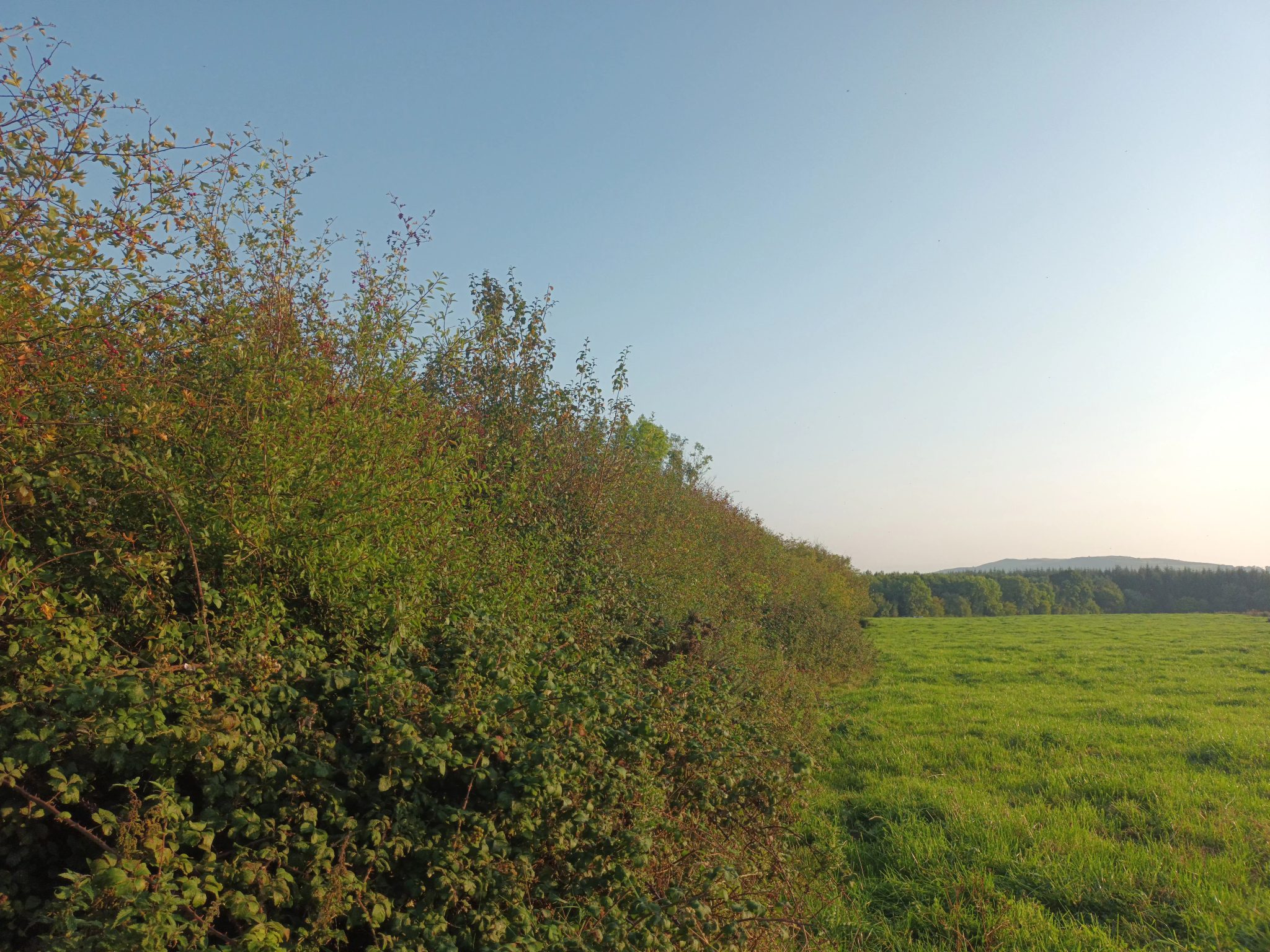 Strengthening Hedgerow Protection - Irish Wildlife Trust