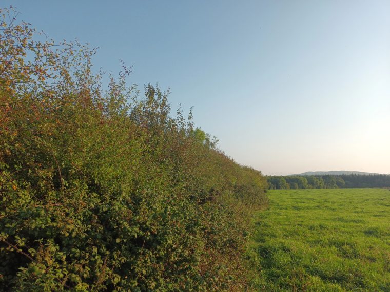 Strengthening Hedgerow Protection - Irish Wildlife Trust