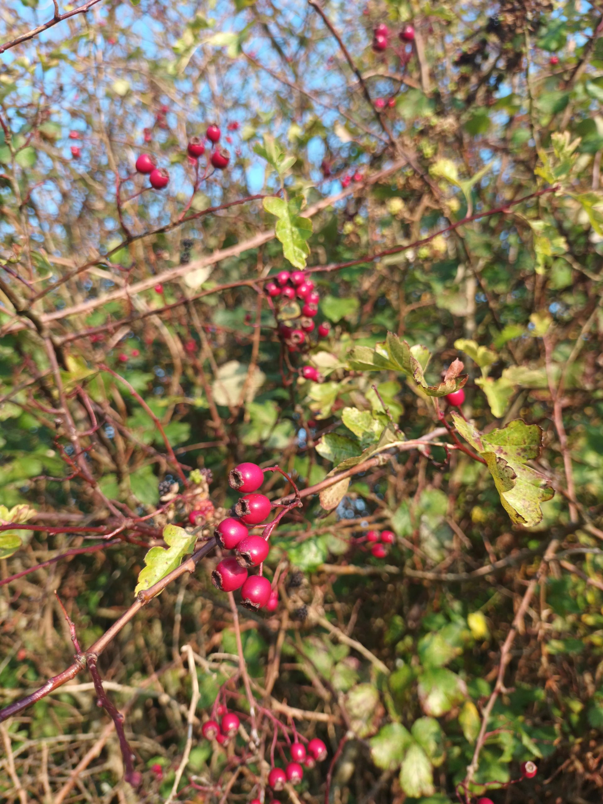 Strengthening Hedgerow Protection - Irish Wildlife Trust