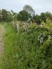 Strengthening Hedgerow Protection - Irish Wildlife Trust