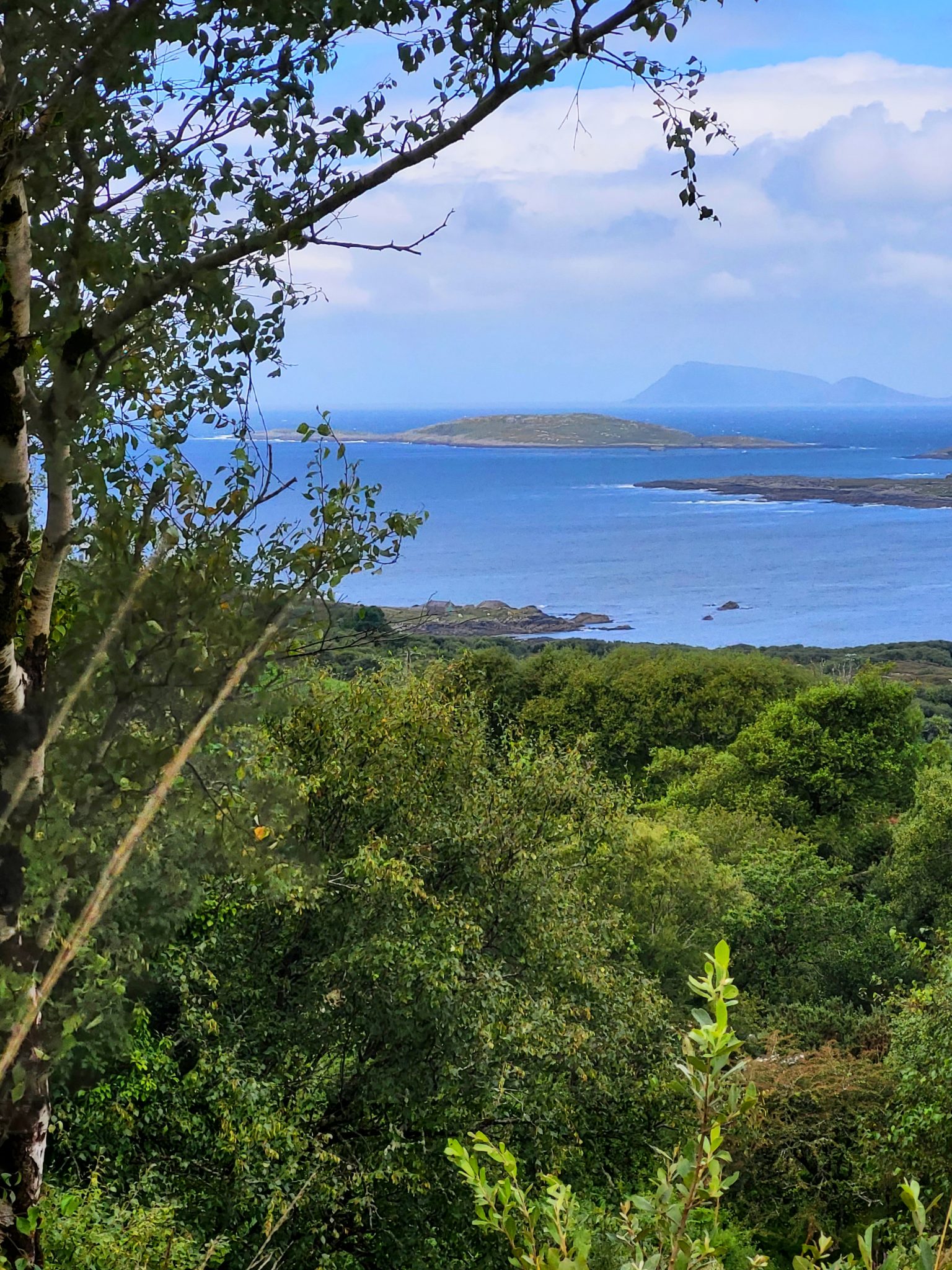 The Magic Of An Irish Rainforest - Irish Wildlife Trust