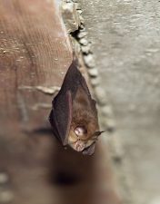 The Magic Of An Irish Rainforest - Irish Wildlife Trust