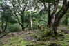 The Magic Of An Irish Rainforest - Irish Wildlife Trust