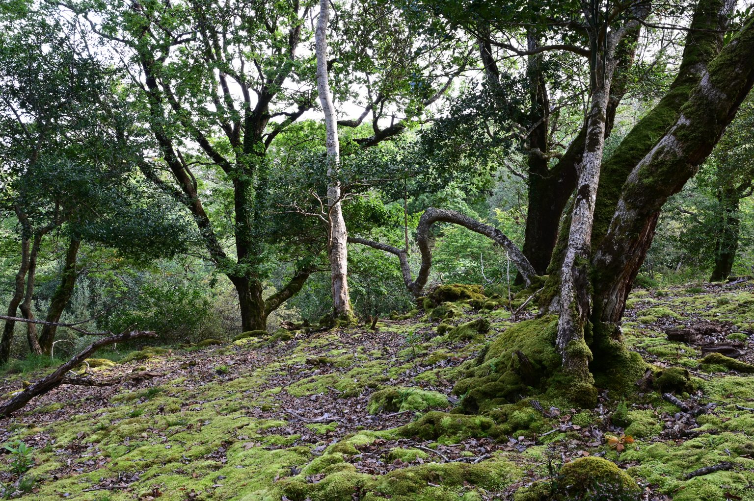 The Magic Of An Irish Rainforest - Irish Wildlife Trust