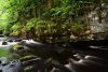The Magic Of An Irish Rainforest - Irish Wildlife Trust