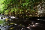The Magic Of An Irish Rainforest - Irish Wildlife Trust