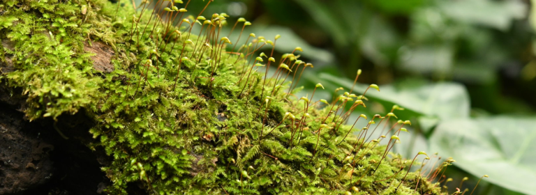 IWT Events - Irish Wildlife Trust