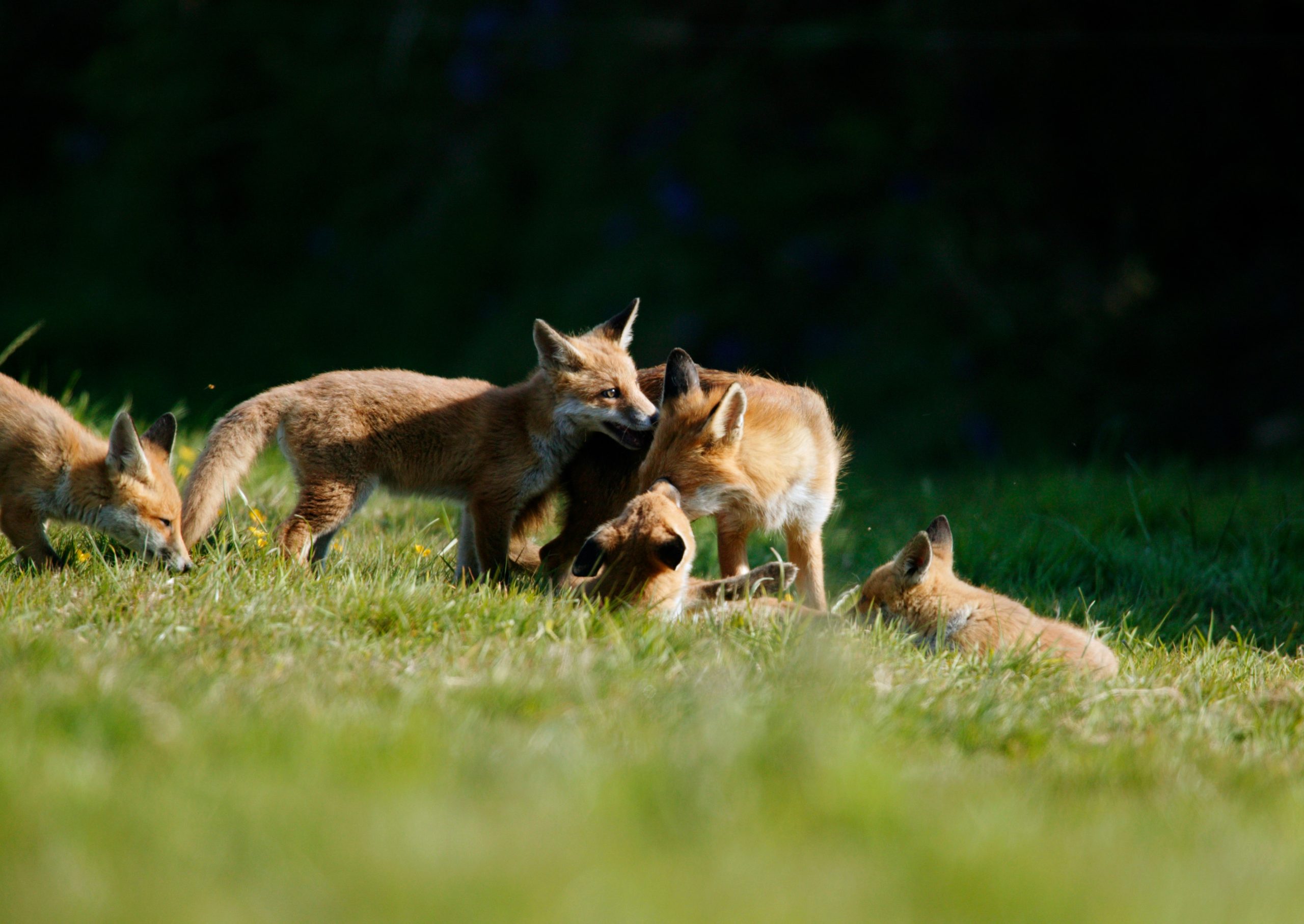 Support the Bill to Ban Fox Hunting in Ireland - Irish Wildlife Trust